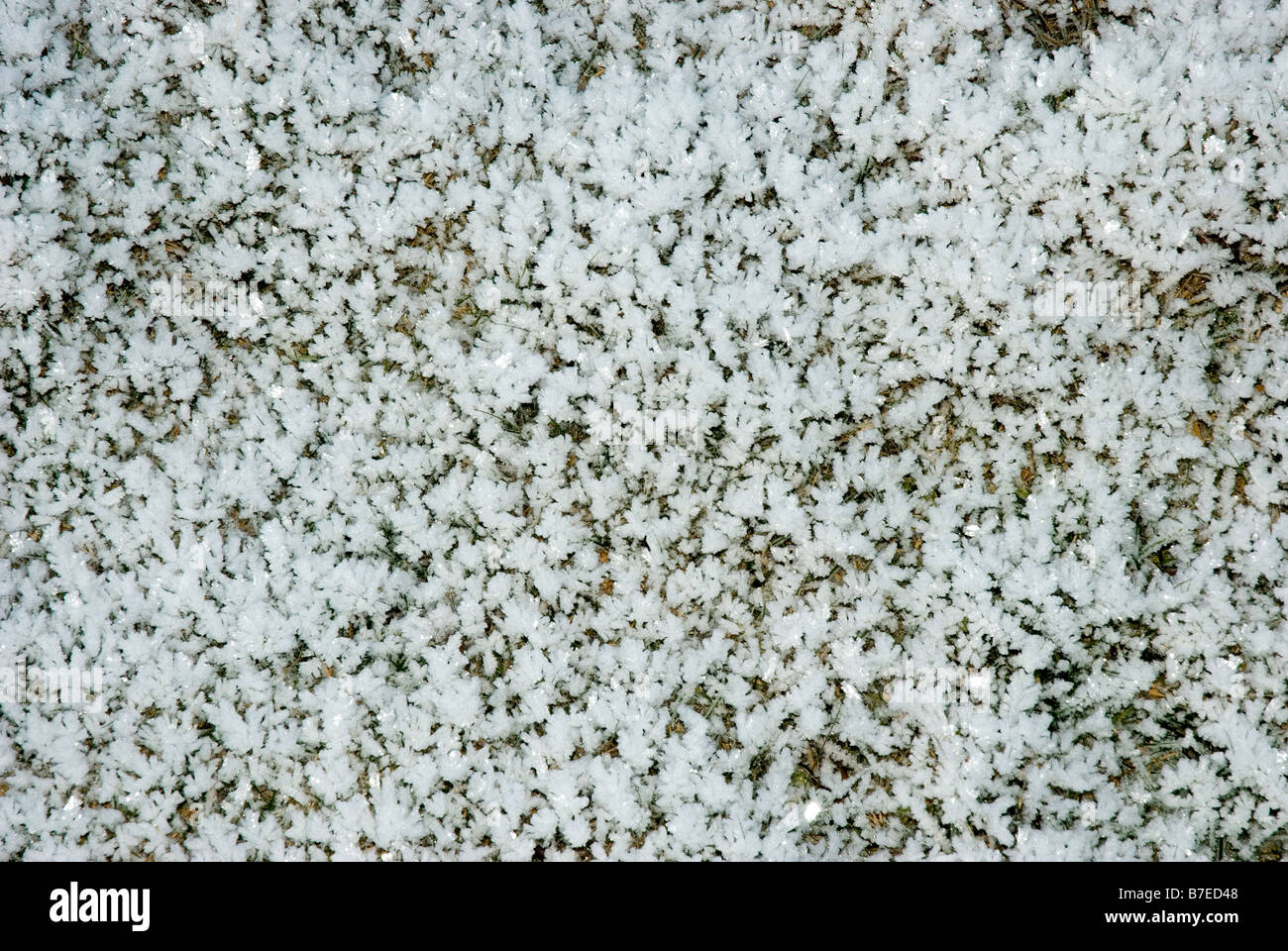 Pretty frozen grass hi-res stock photography and images - Alamy