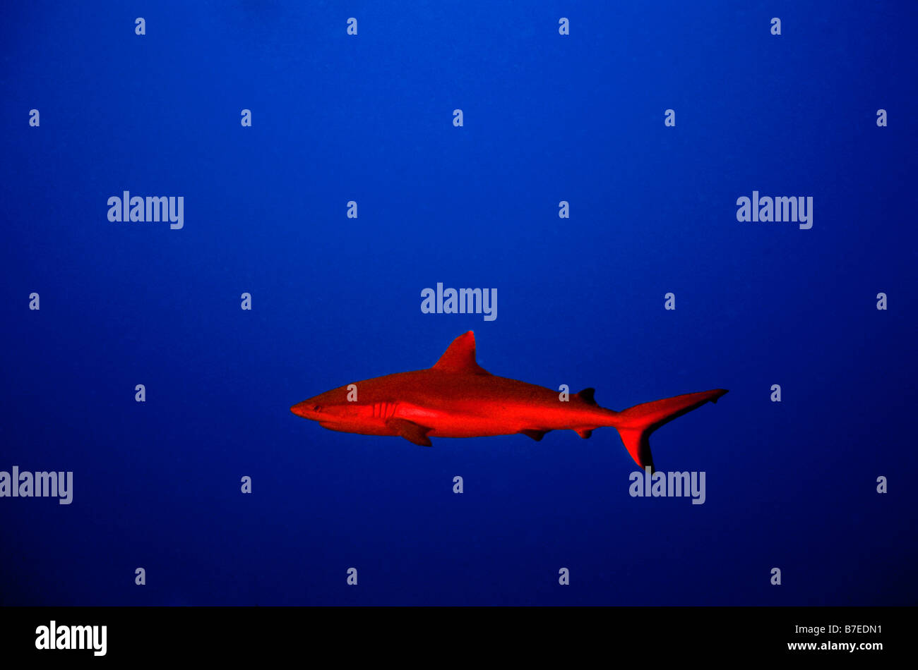 Red shark, blue water Stock Photo - Alamy