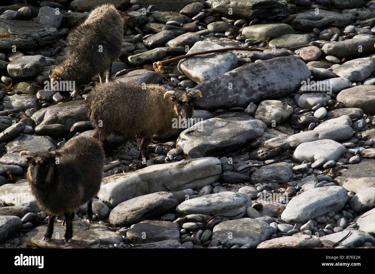 dh NORTH RONALDSAY ORKNEY Seaweed eating sheep rocky beach shore Stock ...