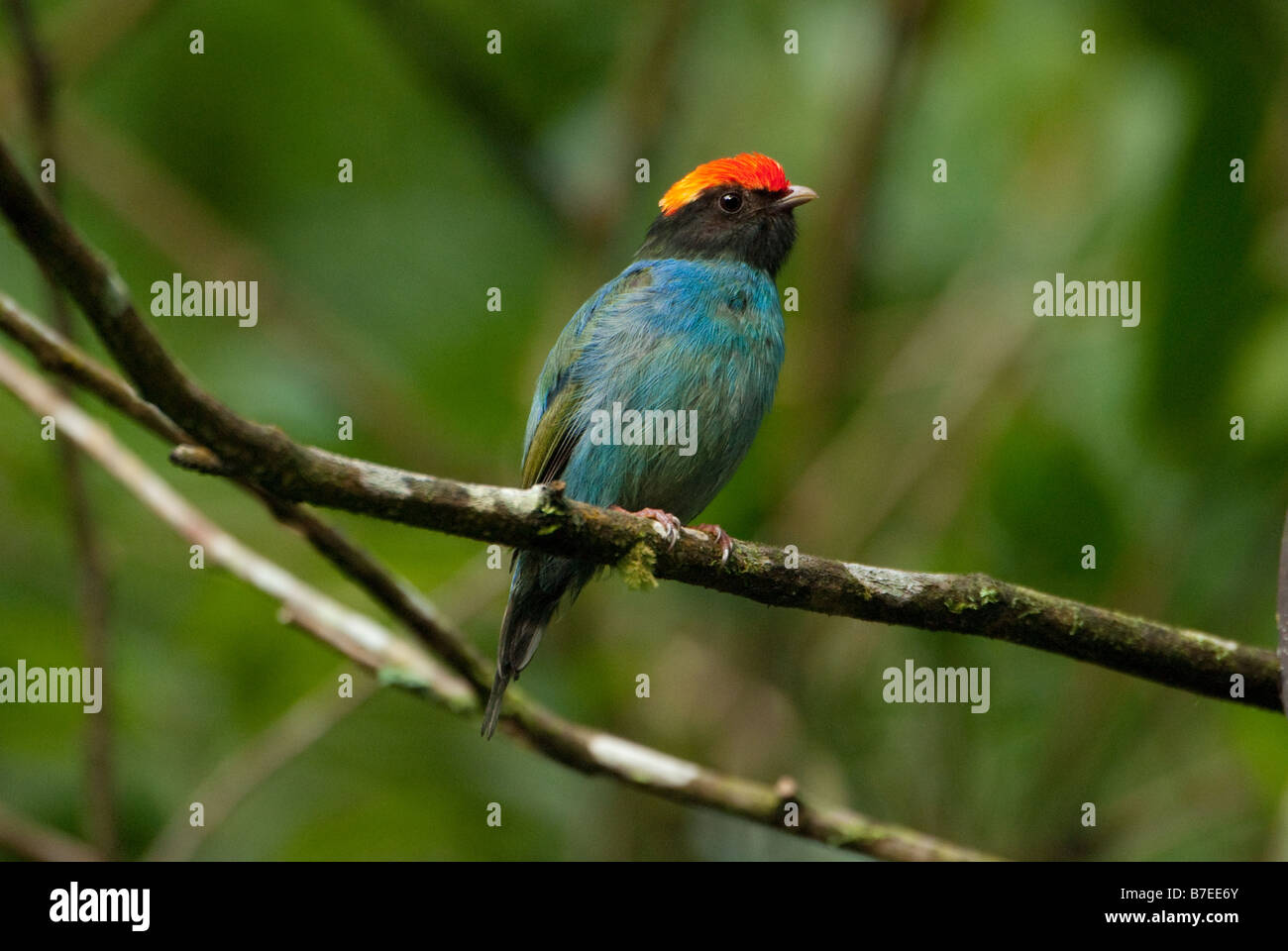 Manakin hi-res stock photography and images - Alamy