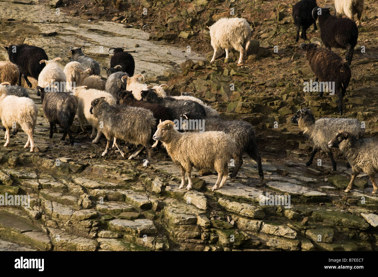 Seaweed eating sheep hi-res stock photography and images - Alamy