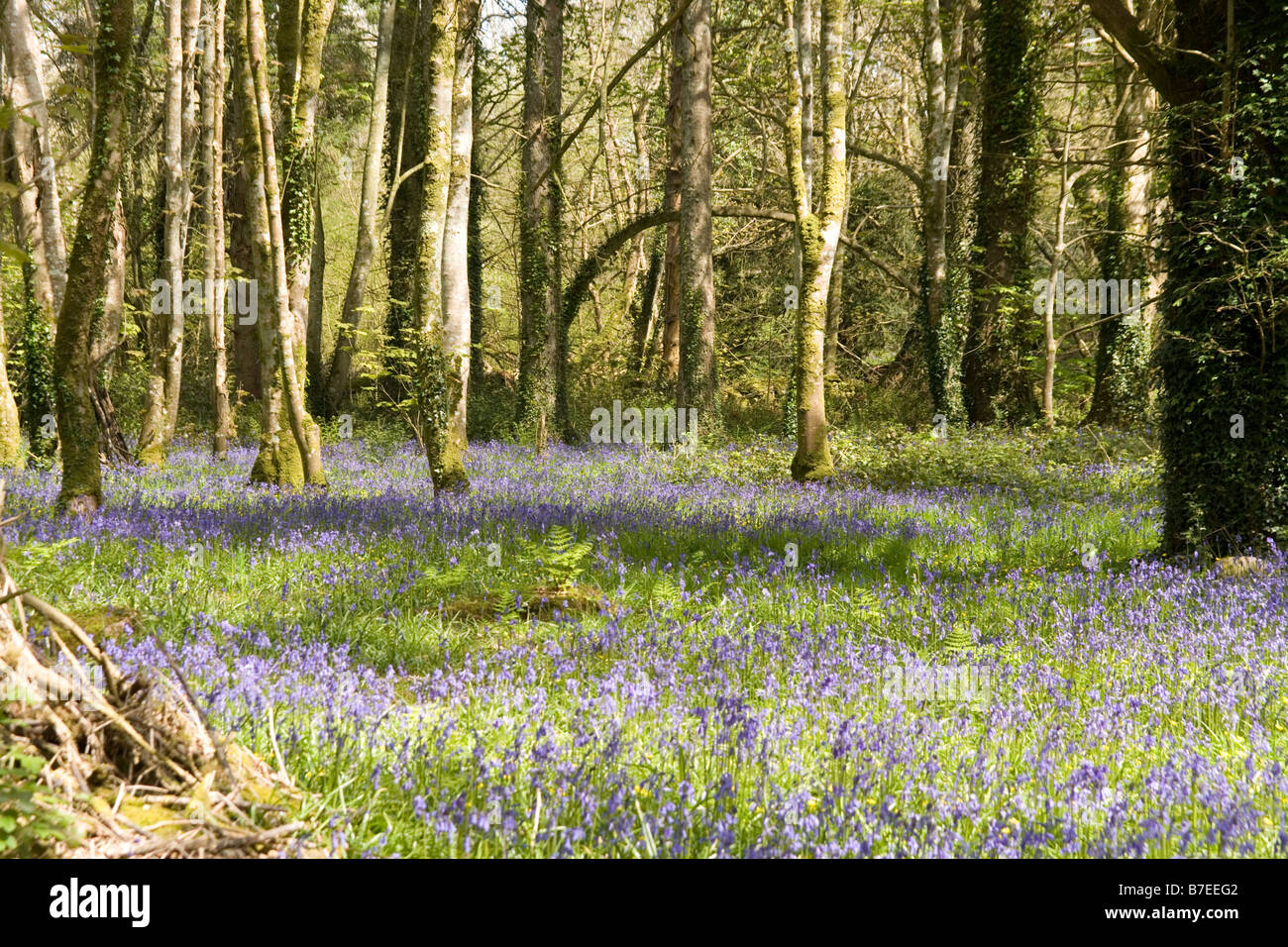 Afon dwyfor hi-res stock photography and images - Alamy