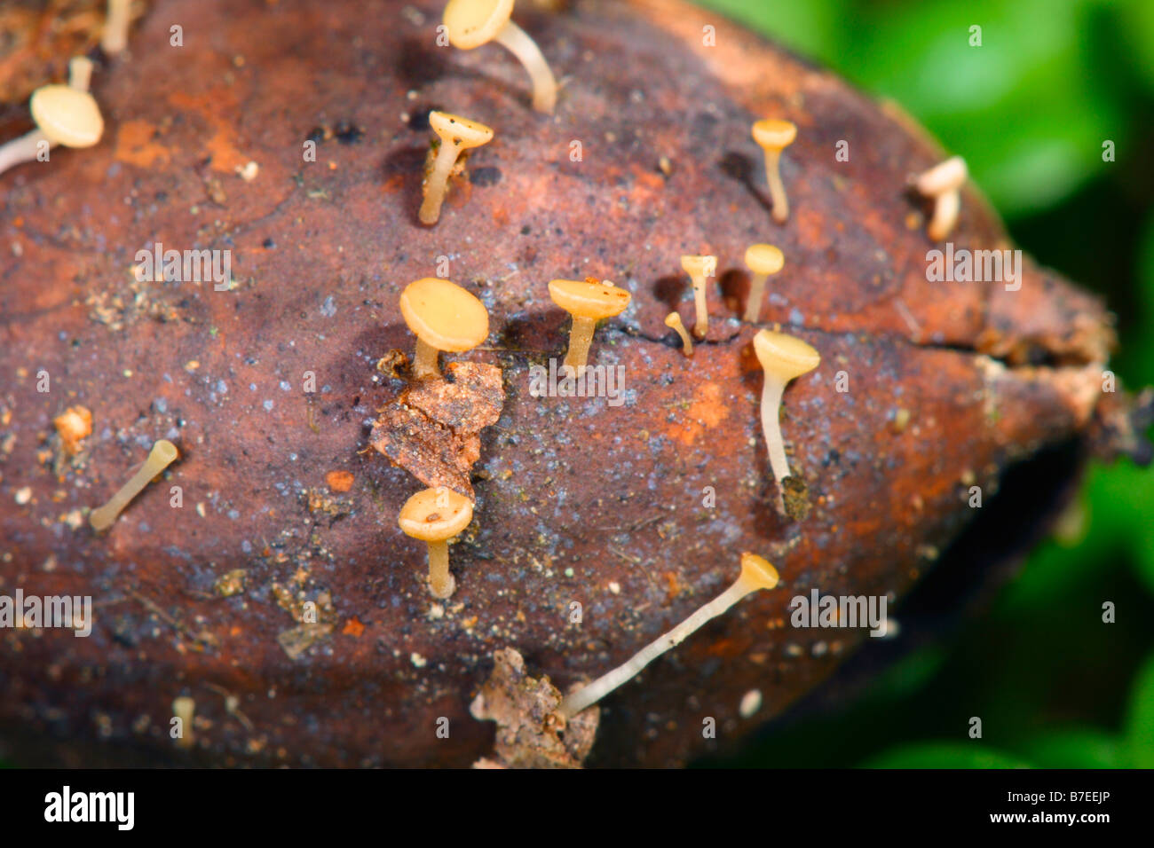 Acorn Cup Fungi, Hymenoscyphus fructigenus. On acorn Stock Photo - Alamy