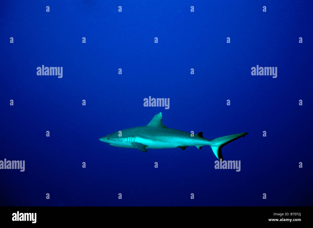 grey reef shark Stock Photo - Alamy