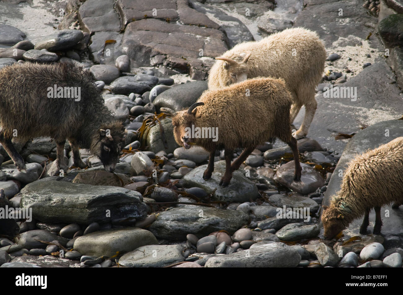 dh NORTH RONALDSAY ORKNEY Seaweed eating sheep rocky beach shore Stock ...