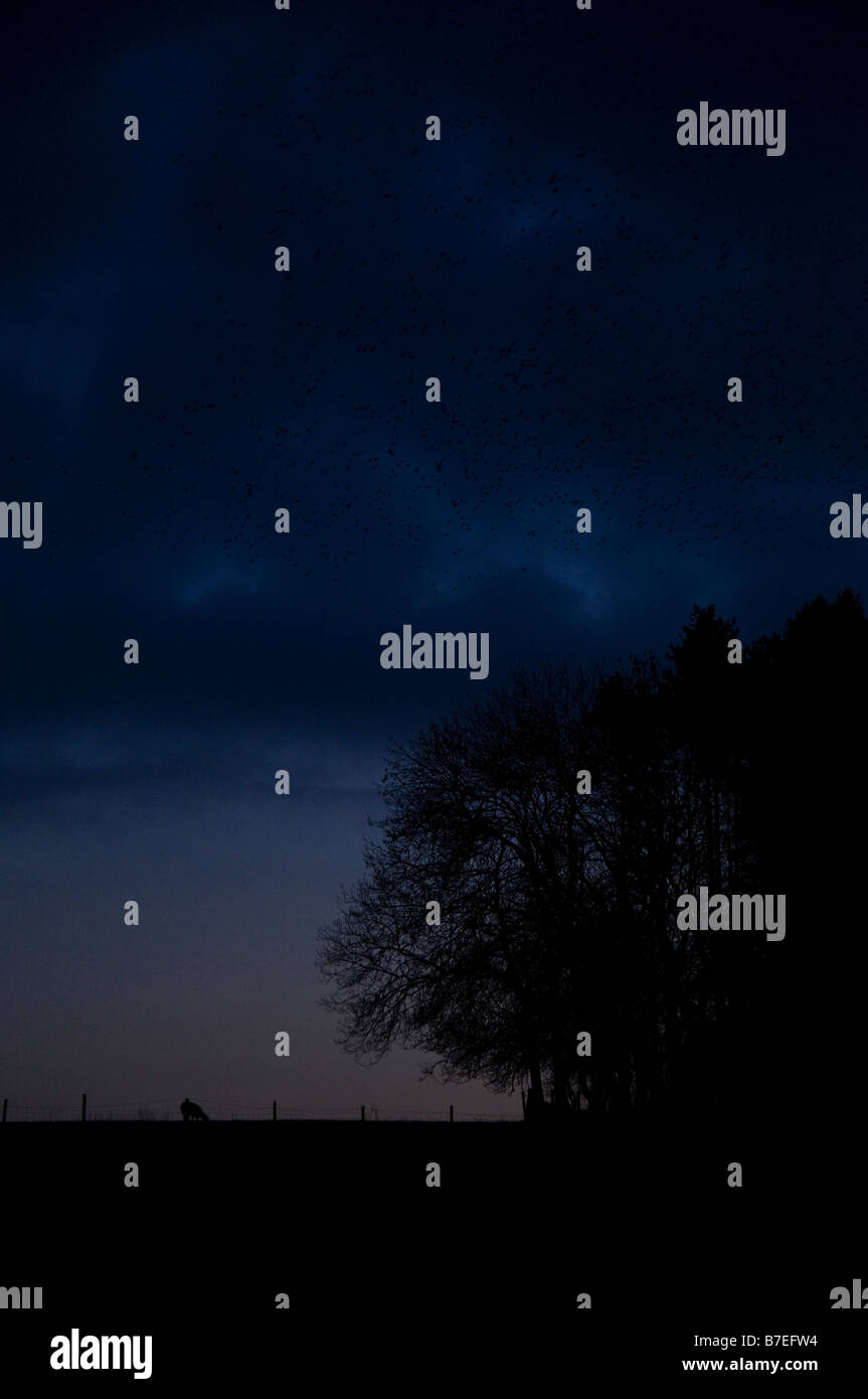 dh Rook CROWS UK Swarming Rooks flock tree woodlands silhouette ...
