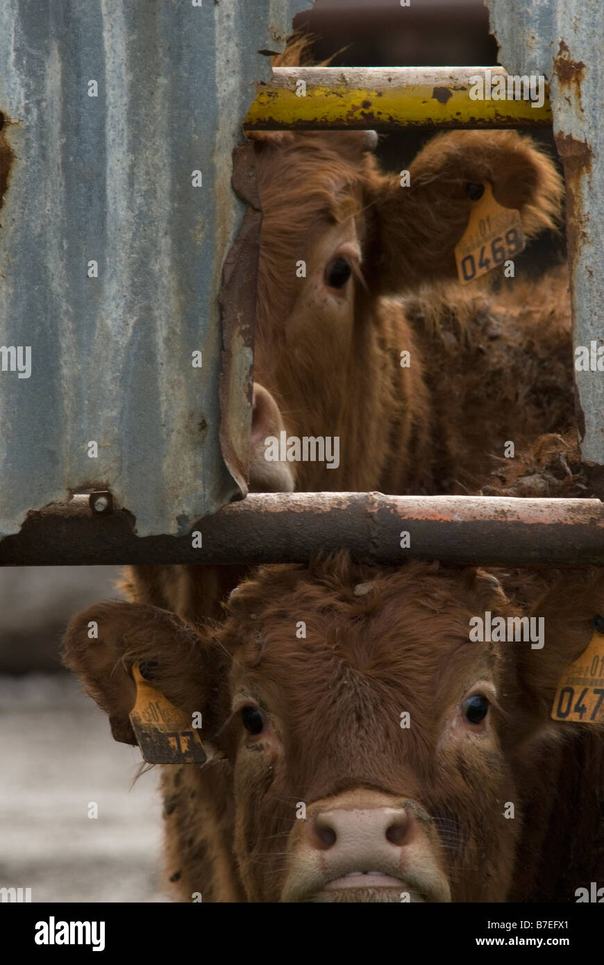Young bulls peering out through hole in corrugated iron farmyard fence ...