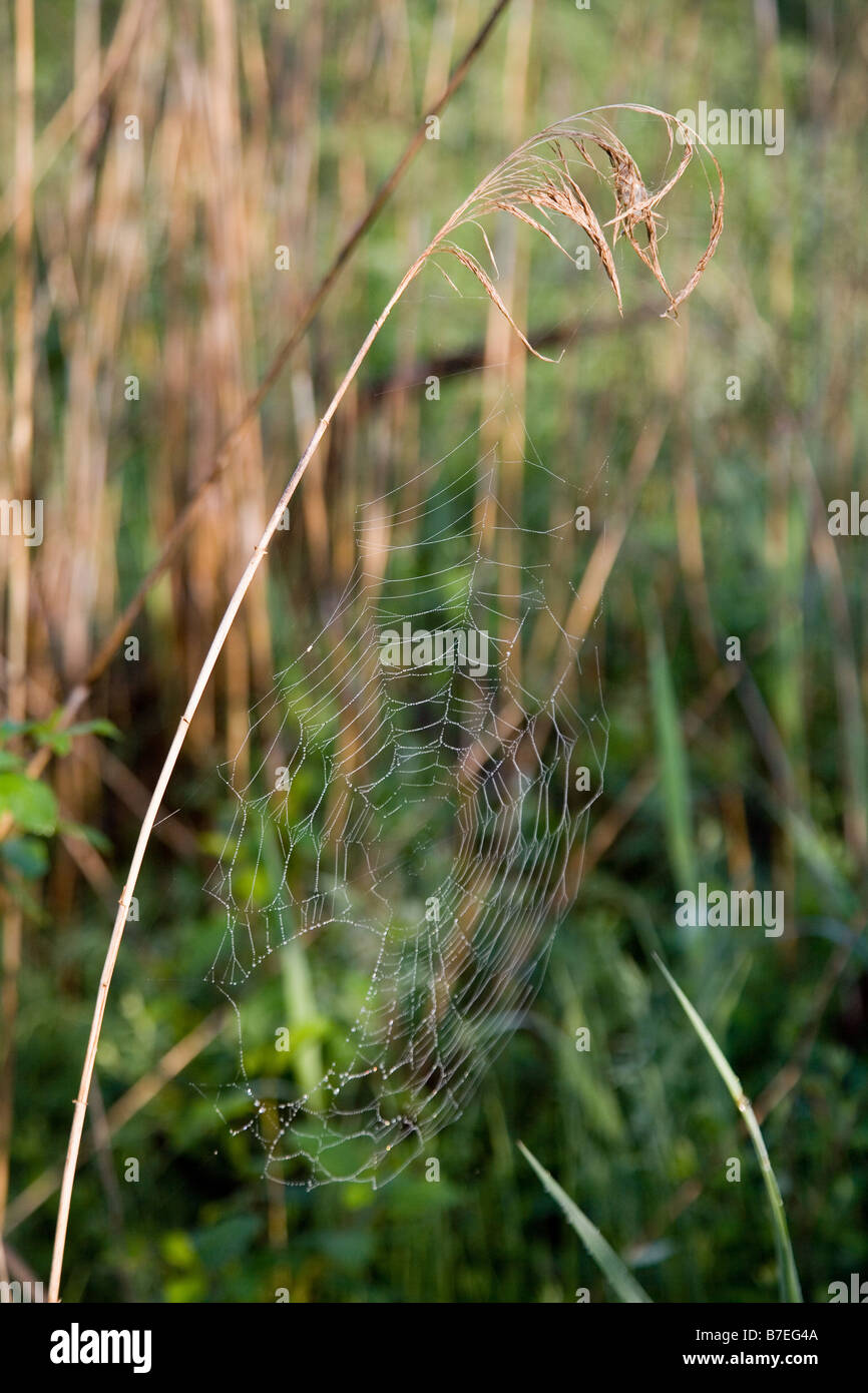 Cane spider hi-res stock photography and images - Alamy