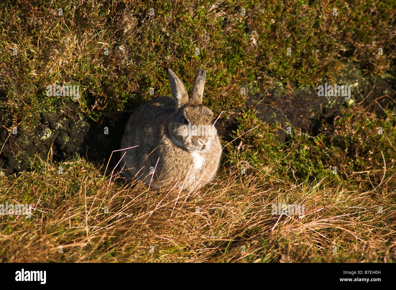 dh RABBIT UK British rabbit Oryctolagus cuniculus basking in the sun ...