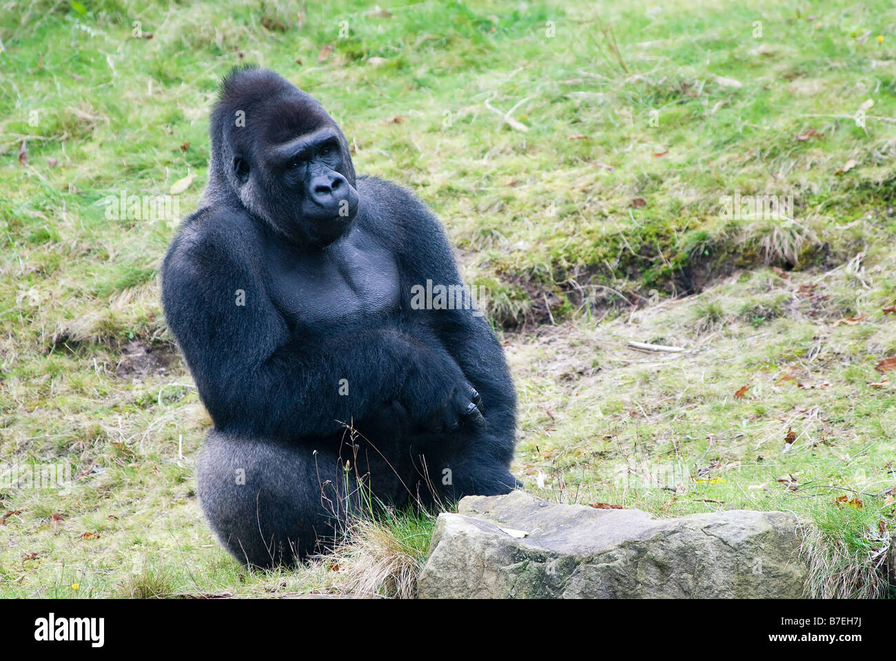 Gorilla zoo hi-res stock photography and images - Alamy