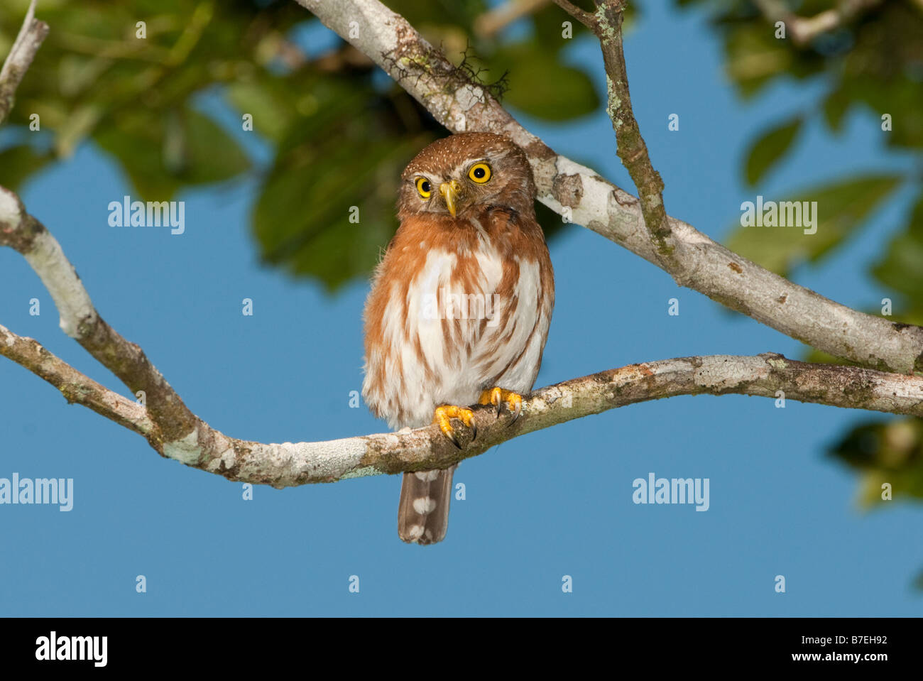 Least pygmy owl hi-res stock photography and images - Alamy