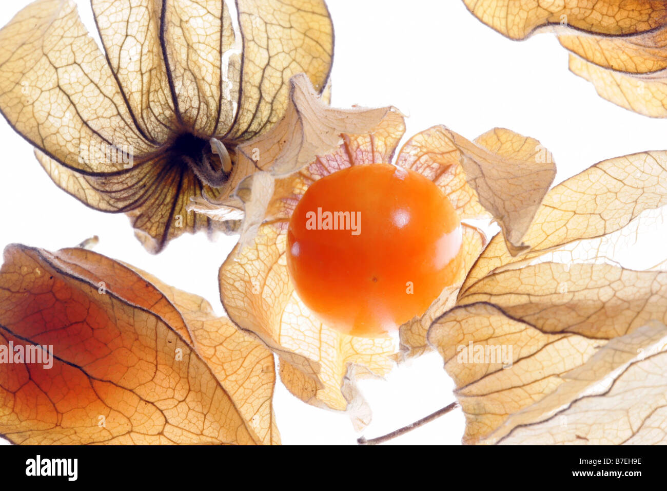 Phisalis hi-res stock photography and images - Alamy