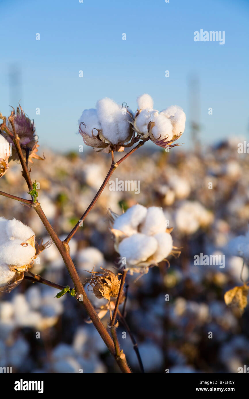 Cotton on the stalk Stock Photo - Alamy