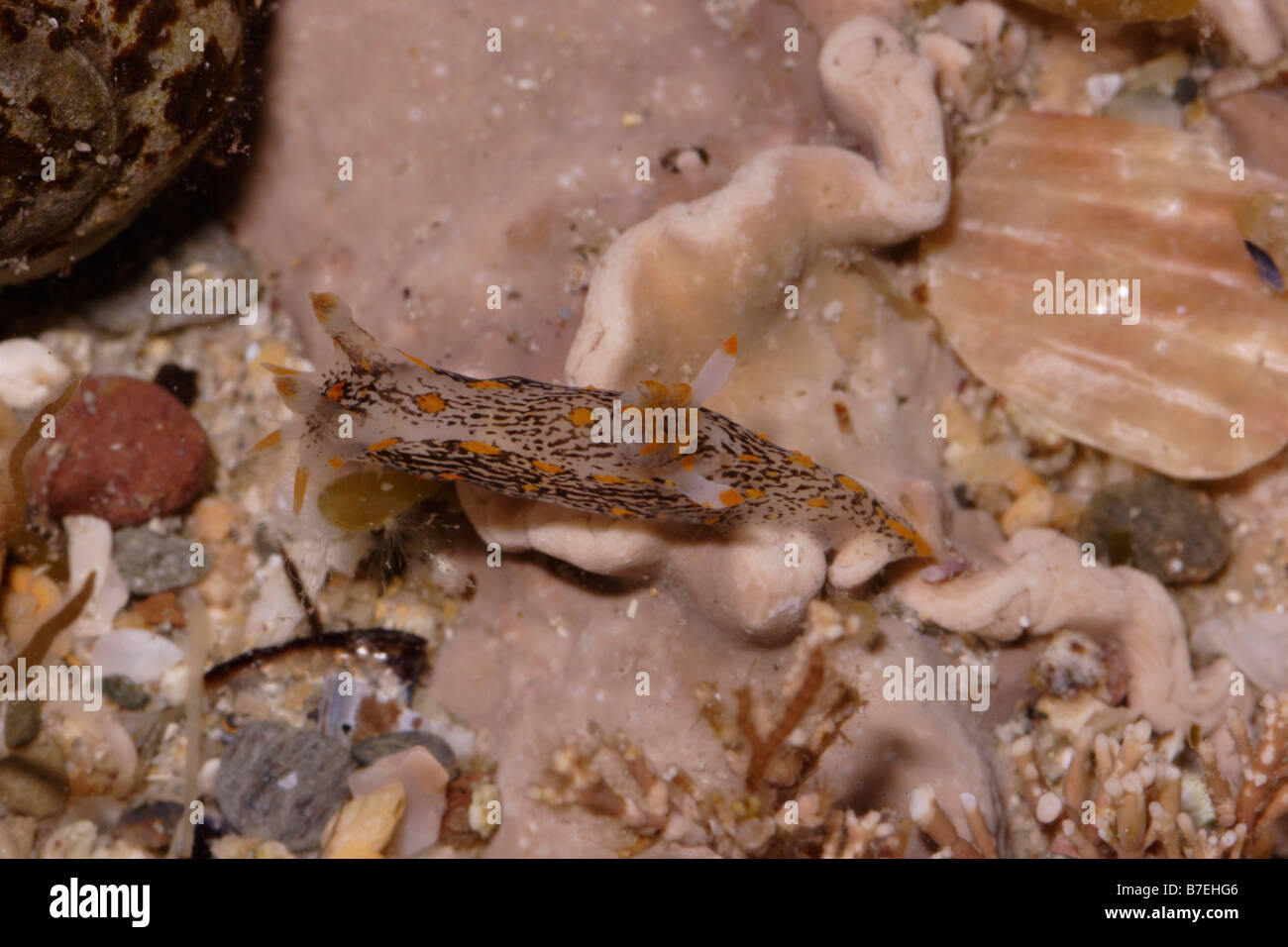 Sea slug Polycera quadrilineata Polyceridae UK Stock Photo - Alamy