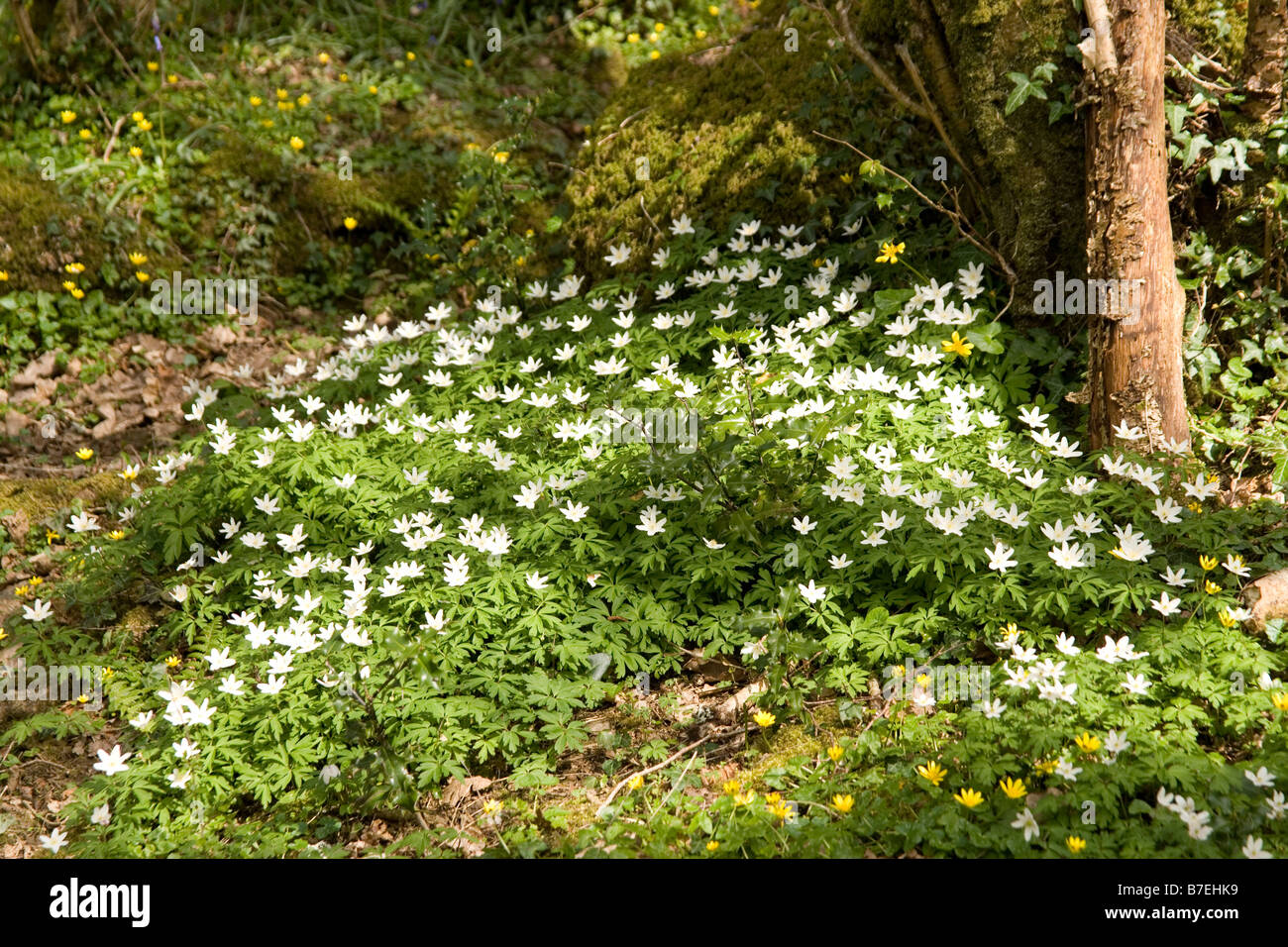 Spring flowers in a wood in the Afon ( river) Dwyfor river valley near ...