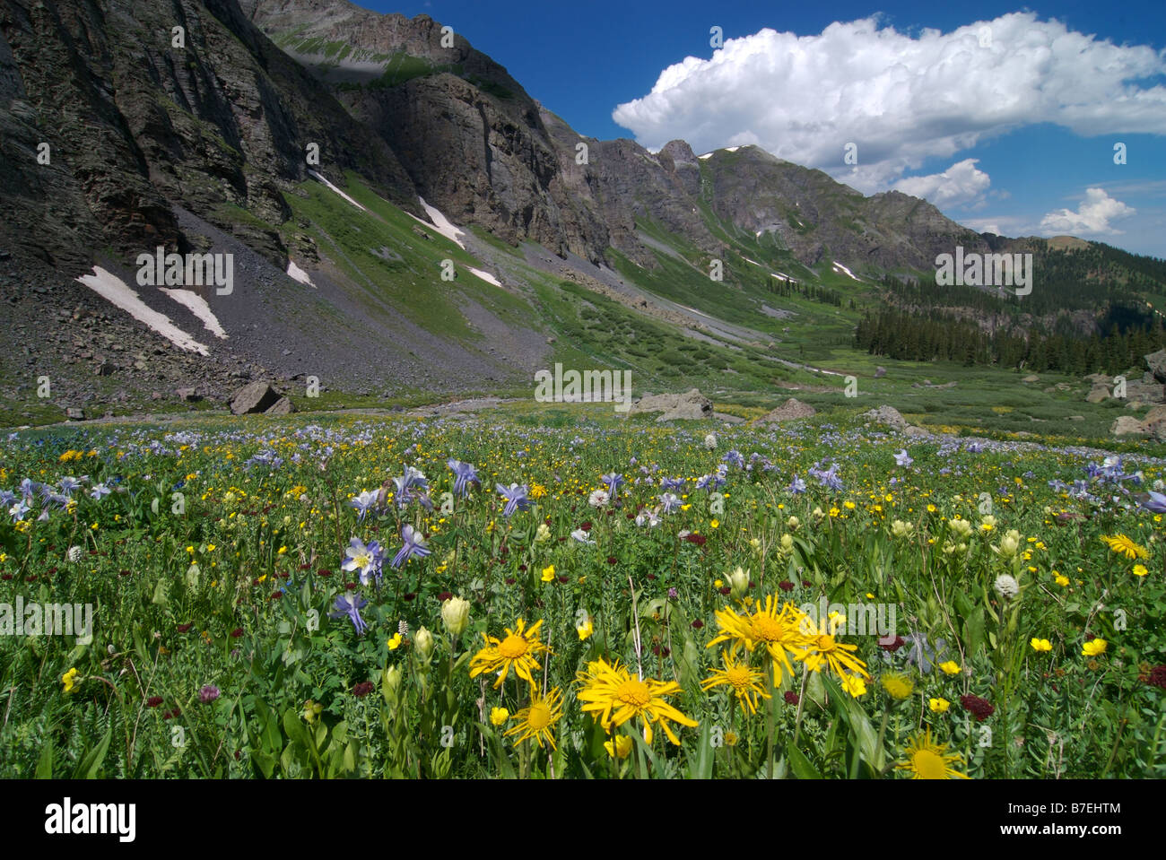 a high alpine basin with wildflowers in the san juan mountains Stock ...