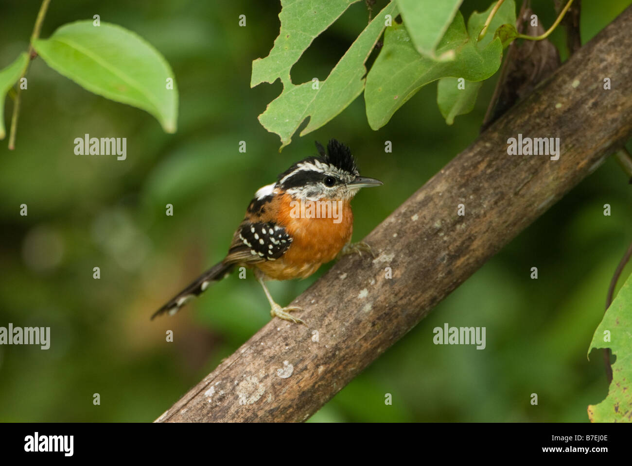 Antbird hi-res stock photography and images - Alamy