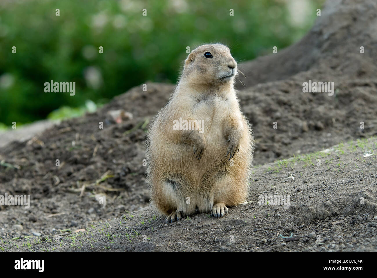 cute prairie dog Stock Photo - Alamy