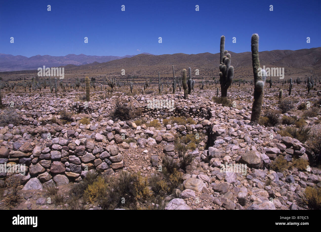 Pre columbian ruins at Coctaca and cardon cacti (Echinopsis atacamensis ...