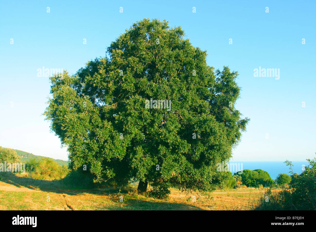 Evergreen Oak, Quercus ilex. Whole tree Stock Photo - Alamy