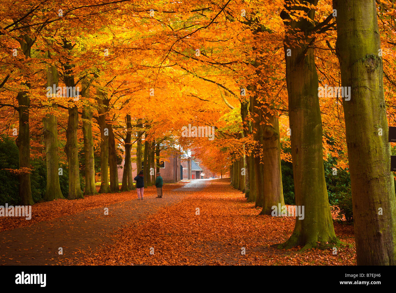 Beautiful autumn colors in the forest Stock Photo - Alamy