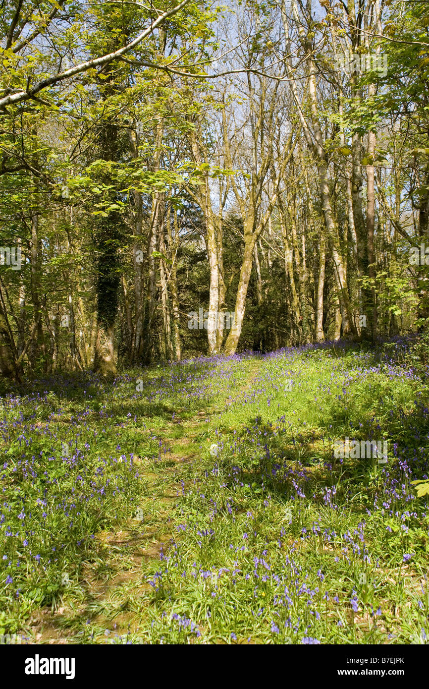 Spring bluebells in a wood in the Afon ( river) Dwyfor river valley ...