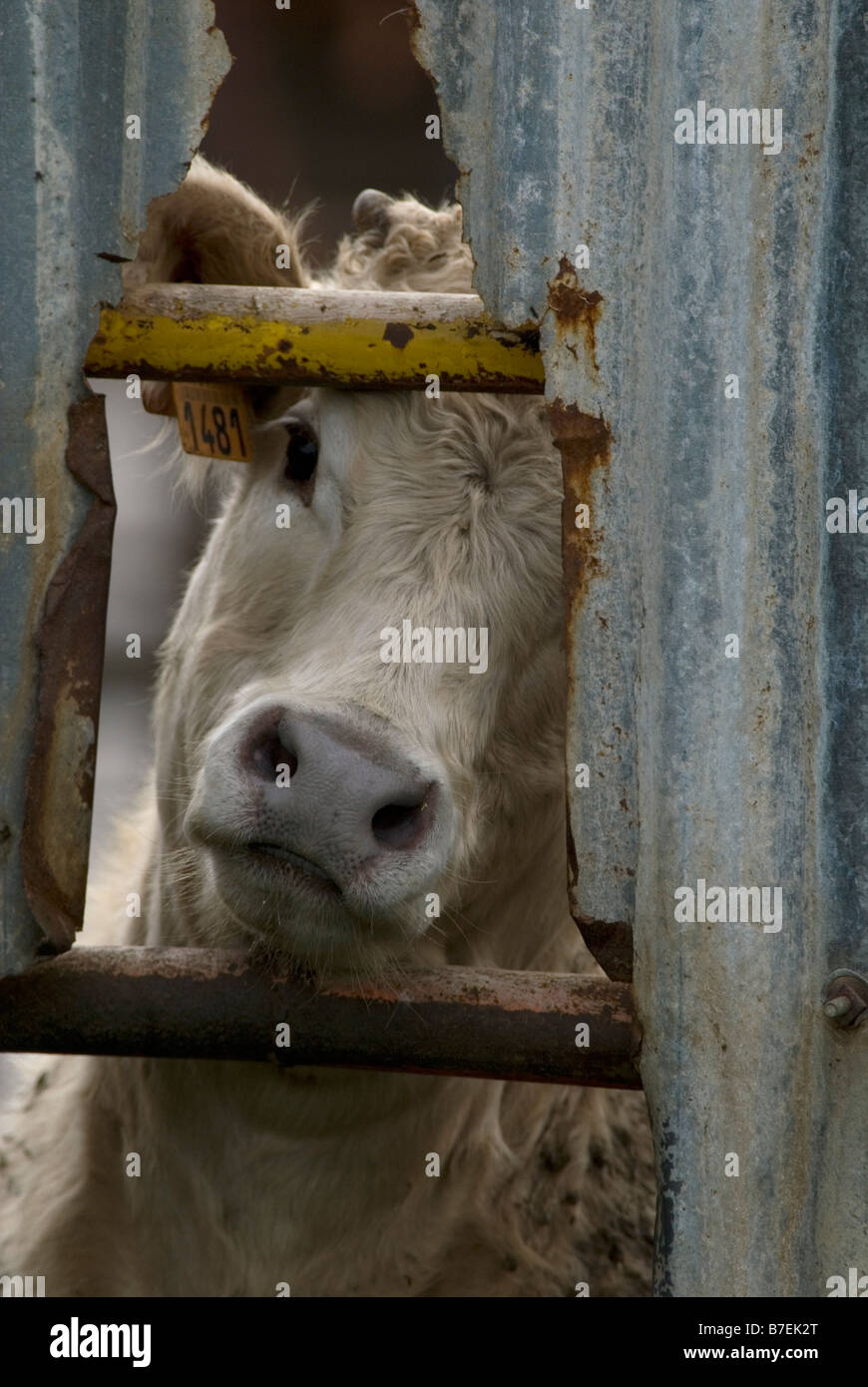 Young bull peering out through hole in corrugated fence of farmyard ...