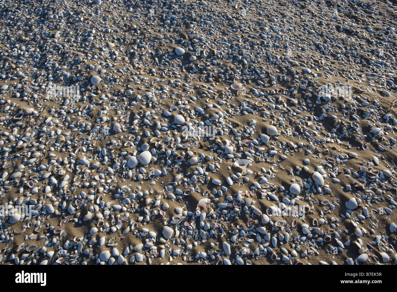 Carpet of shells hi-res stock photography and images - Alamy