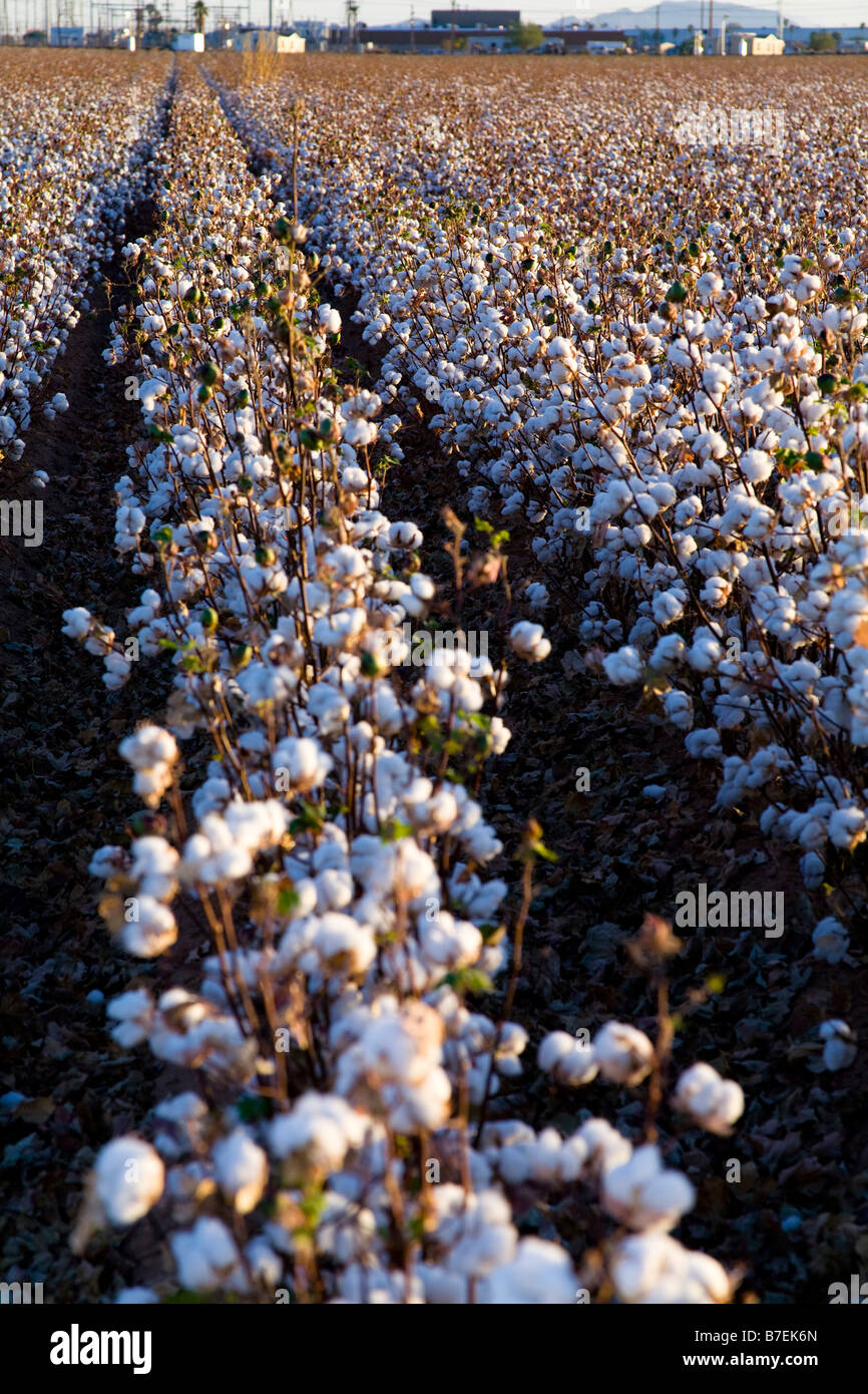 Row of cotton ready for harvest Stock Photo - Alamy