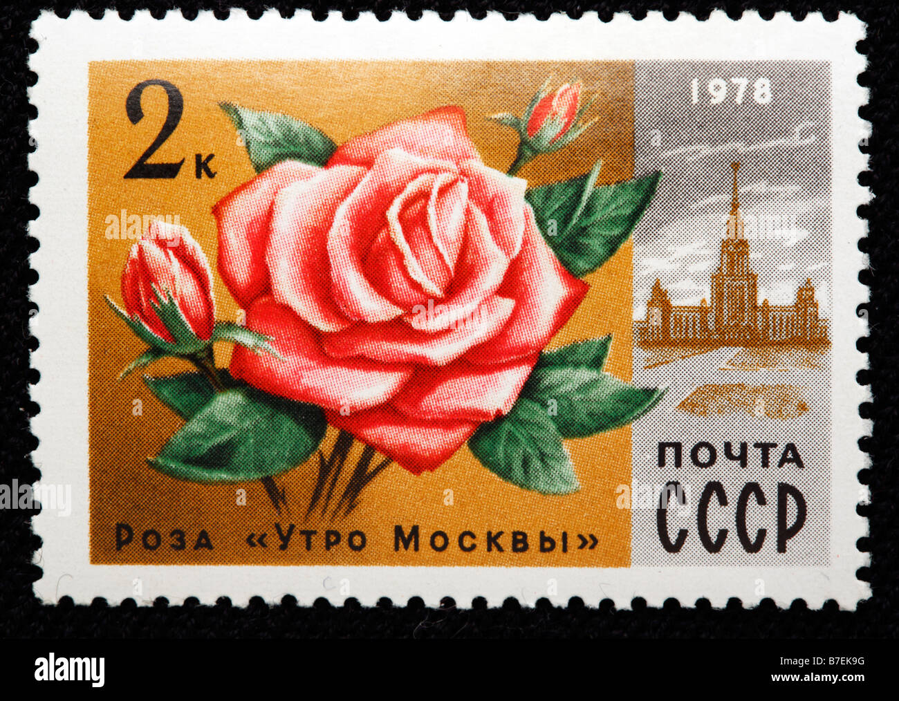 Rose "Moscow morning", postage stamp USSR, Russia, 1978 Stock Photo - Alamy