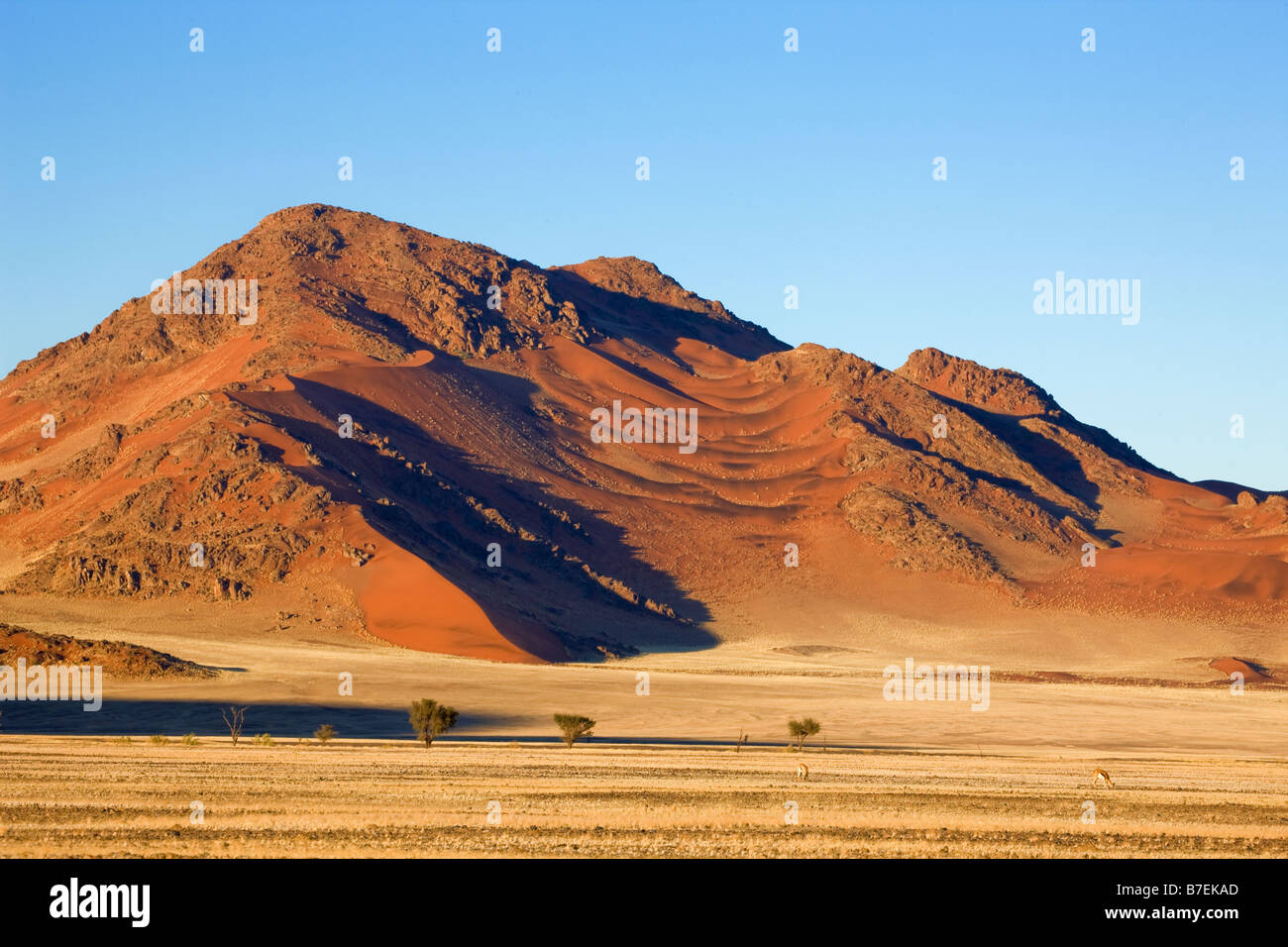 Sossusvlei red dune namibia hi-res stock photography and images - Alamy