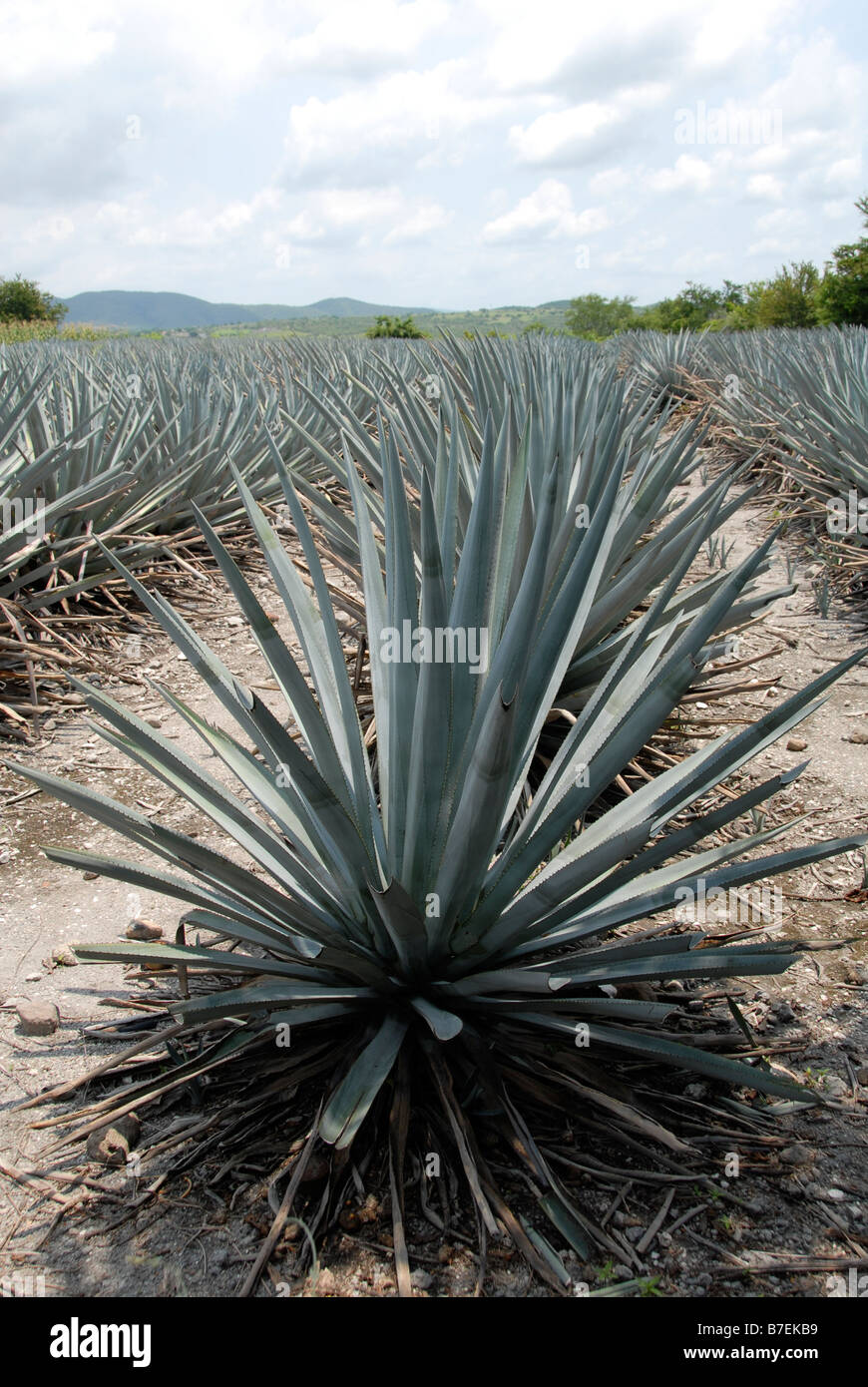 a plantation of Agave Stock Photo - Alamy