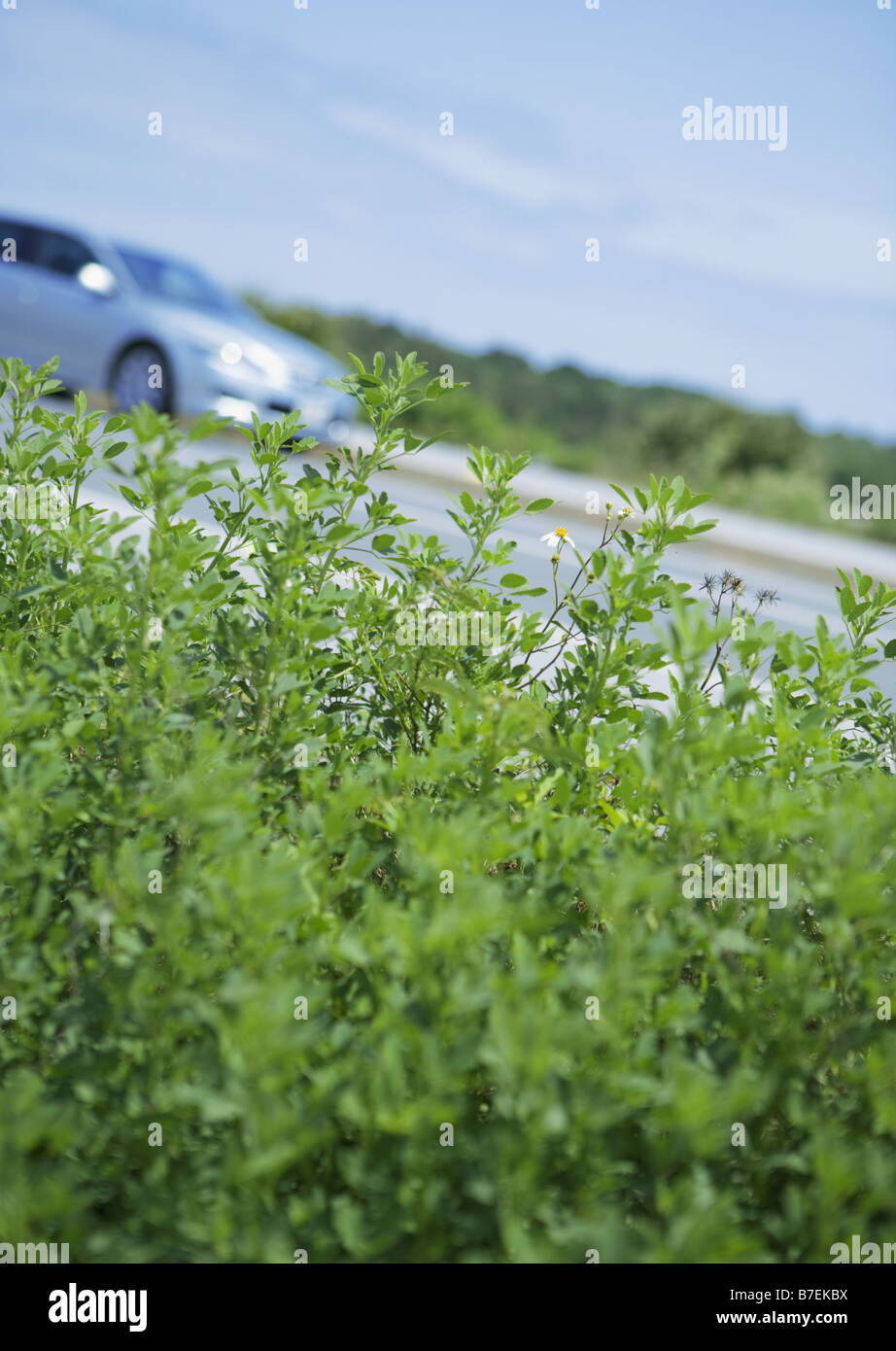 Tussock hi-res stock photography and images - Alamy