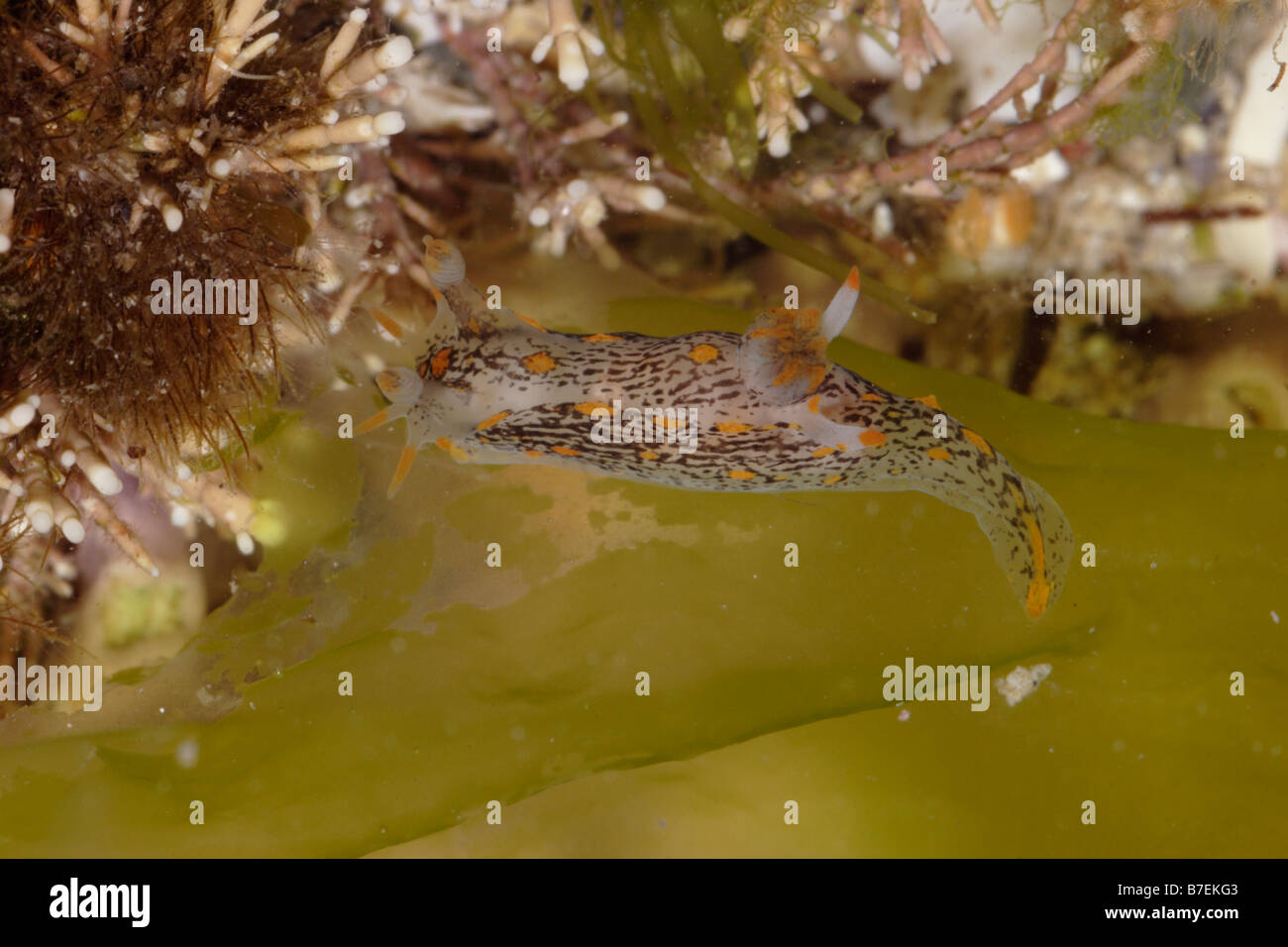 Sea slug Polycera quadrilineata Polyceridae UK Stock Photo - Alamy