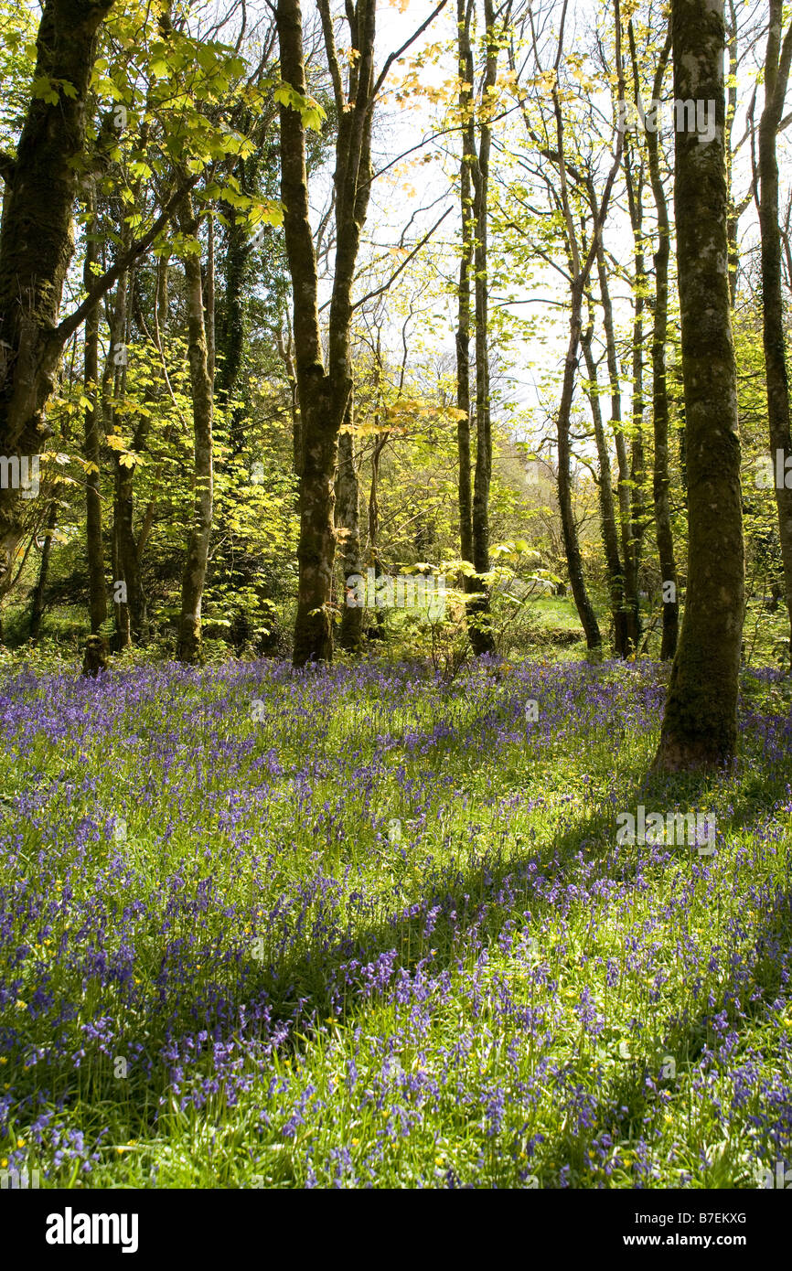 Afon dwyfor hi-res stock photography and images - Alamy