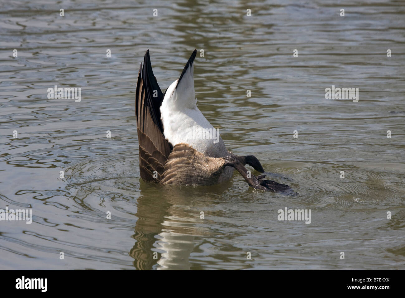 Diving goose hi-res stock photography and images - Alamy