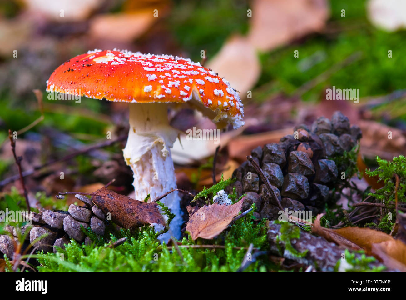 beautiful red and white toadstool Amanita muscaria Stock Photo - Alamy