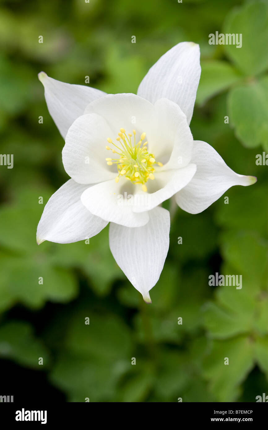 White Columbine, top view Stock Photo - Alamy