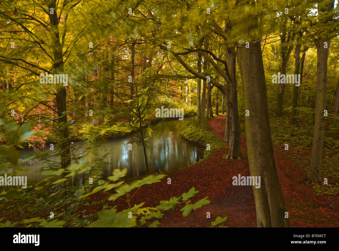 Beautiful autumn colors in the forest Stock Photo - Alamy