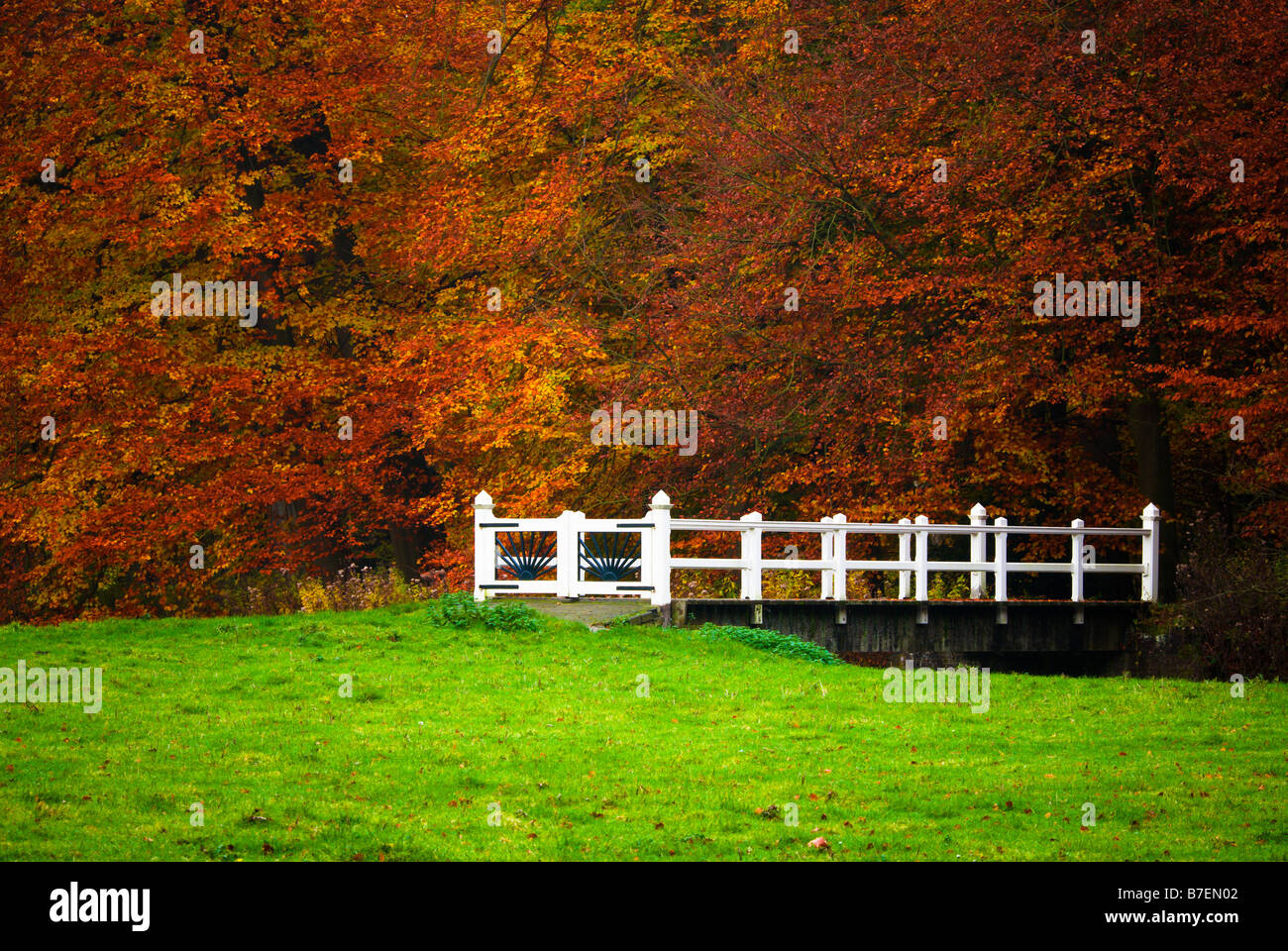 Autumn forest in netherlands hi-res stock photography and images - Alamy