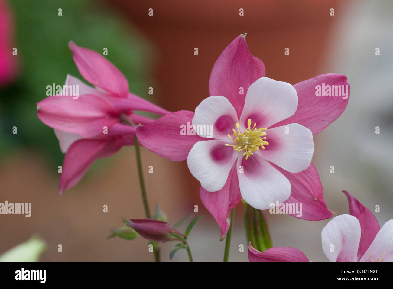 Columbine front and side view Stock Photo - Alamy