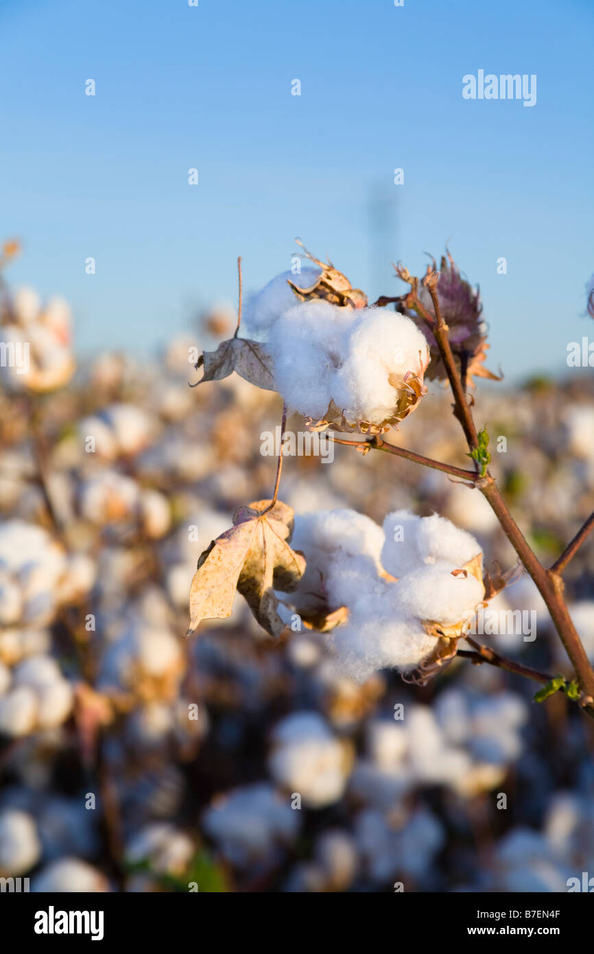 Cotton on stalk hi-res stock photography and images - Alamy