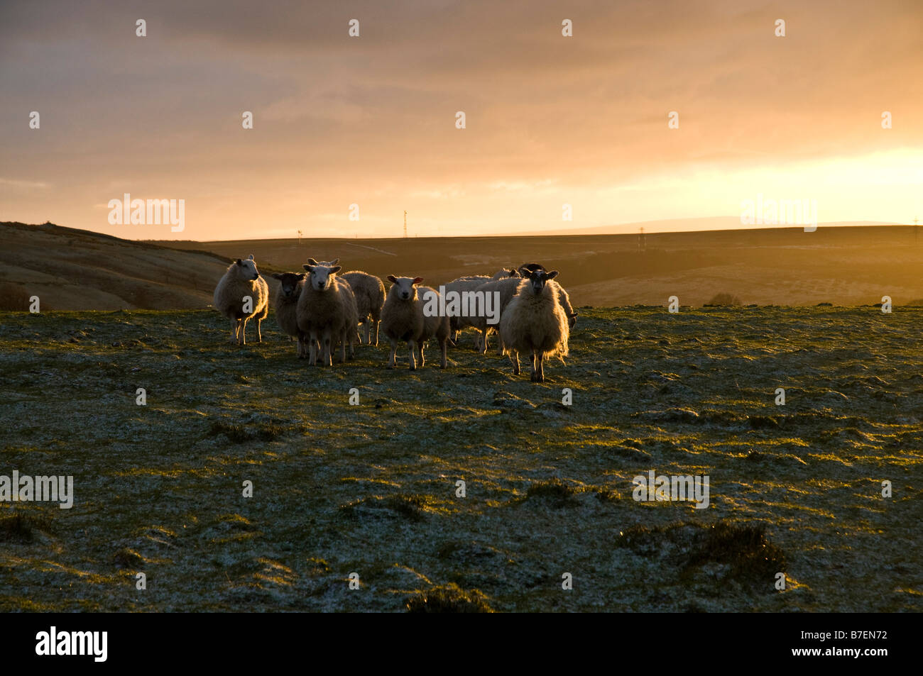 dh SHEEP UK Sheep flock Tynedale moors dusk Northumberland National ...