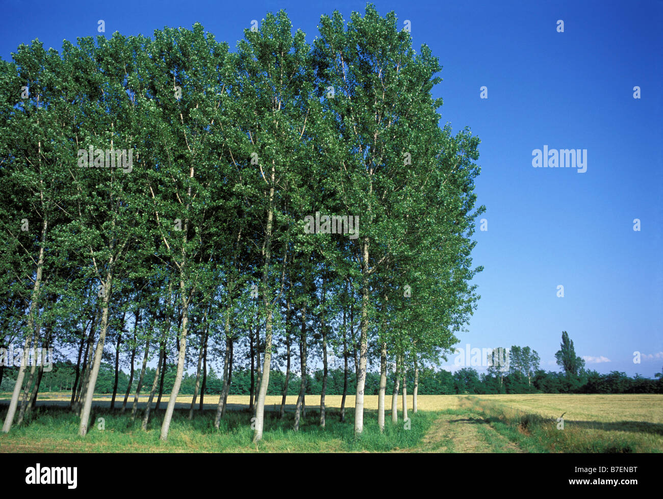 Lombardy italy poplar trees hi-res stock photography and images - Alamy