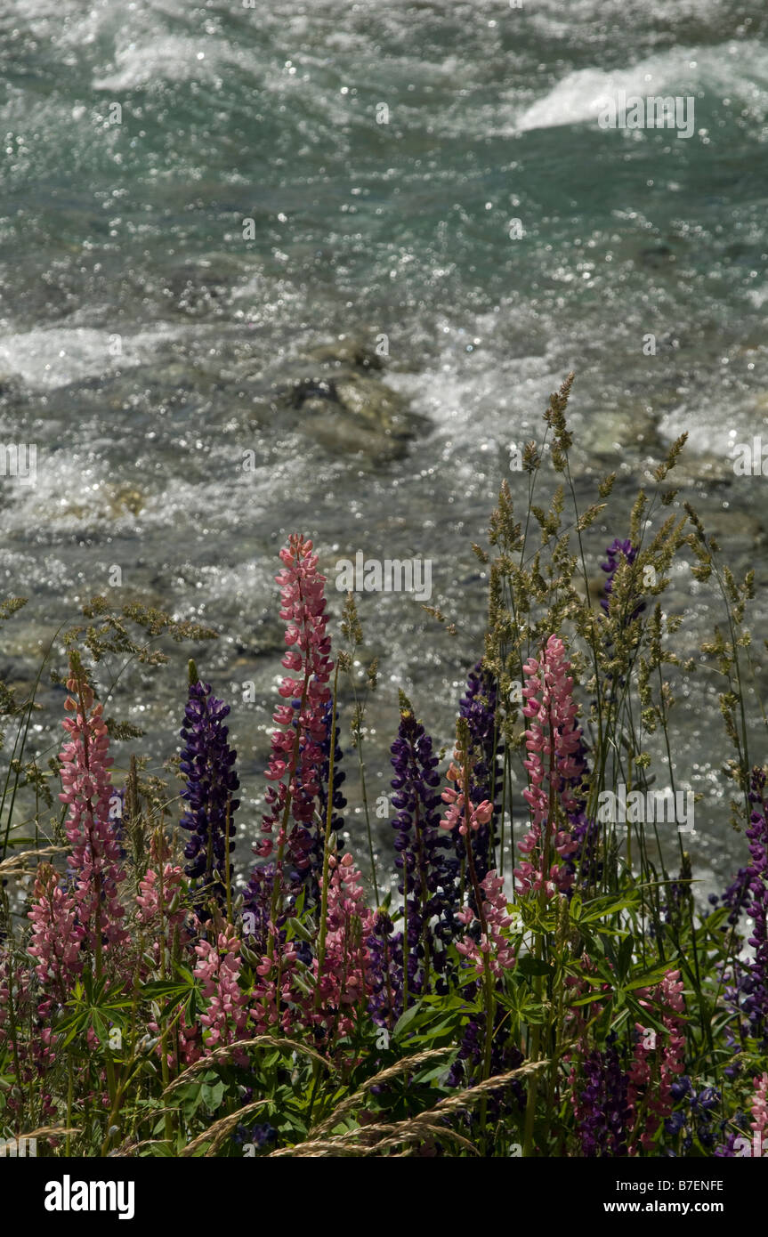 Lupins by riverside, South Island, New Zealand Stock Photo - Alamy