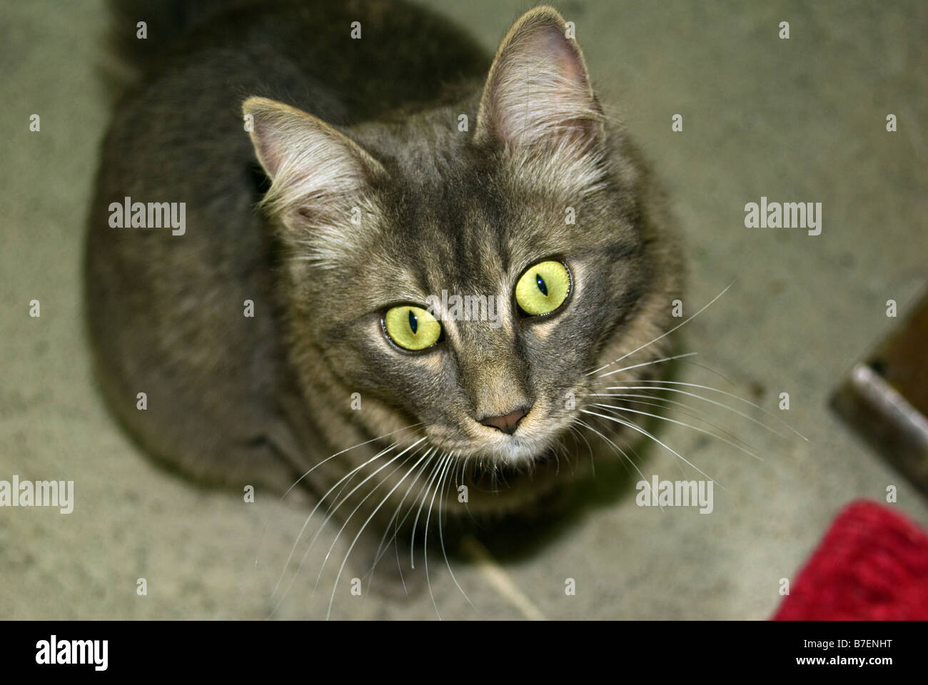 Grey-brown cat with yellow eyes looking up Stock Photo - Alamy