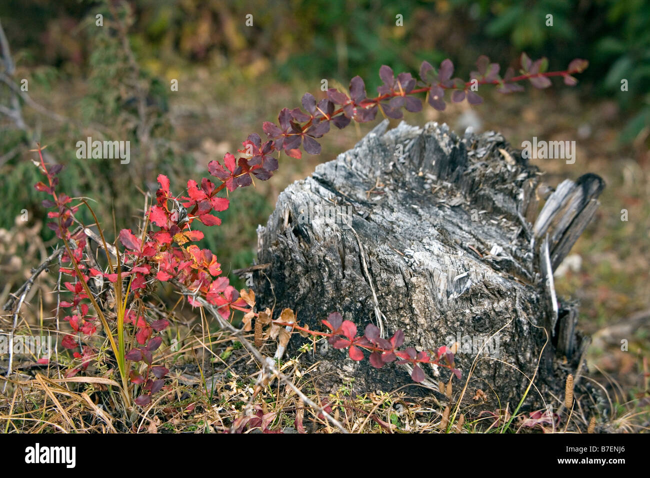 Subalpine vegetation Berberis angulosa captured near Phurte in ...