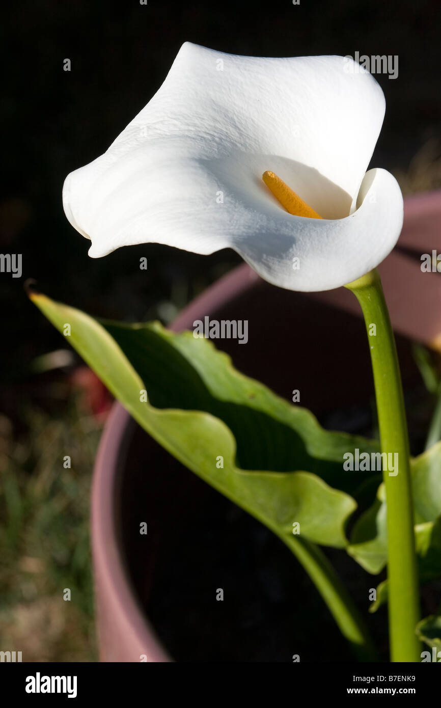 Calla genus hi-res stock photography and images - Alamy