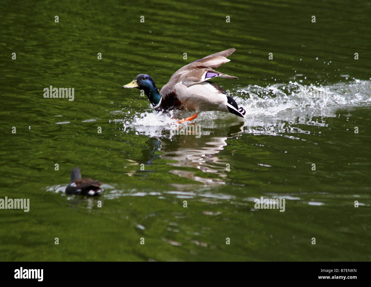 Ducks Landing On Water