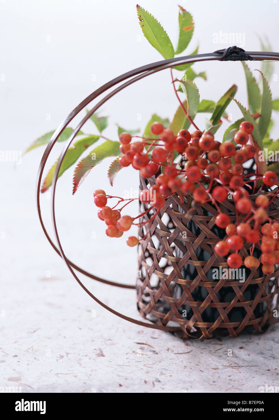 Japanese rowan hi-res stock photography and images - Alamy